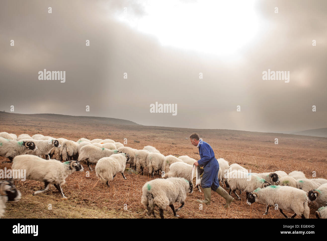 Farmer feeding Swaledale sheep with supplementary sack of cob feed ...
