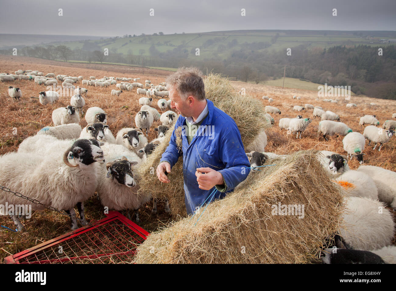 Swaledale horn High Resolution Stock Photography and Images - Alamy