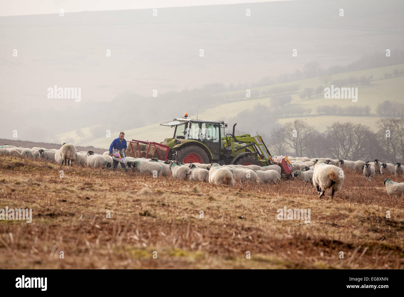 Farmer with green tractor feeding Swaledale sheep with supplementary ...