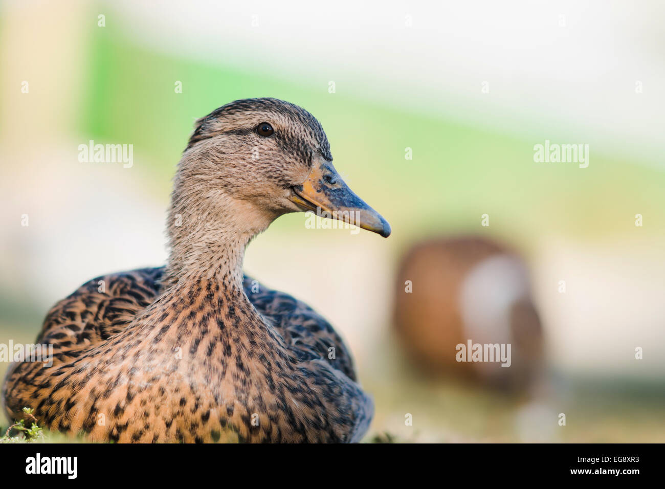 Brown duck hi-res stock photography and images - Alamy