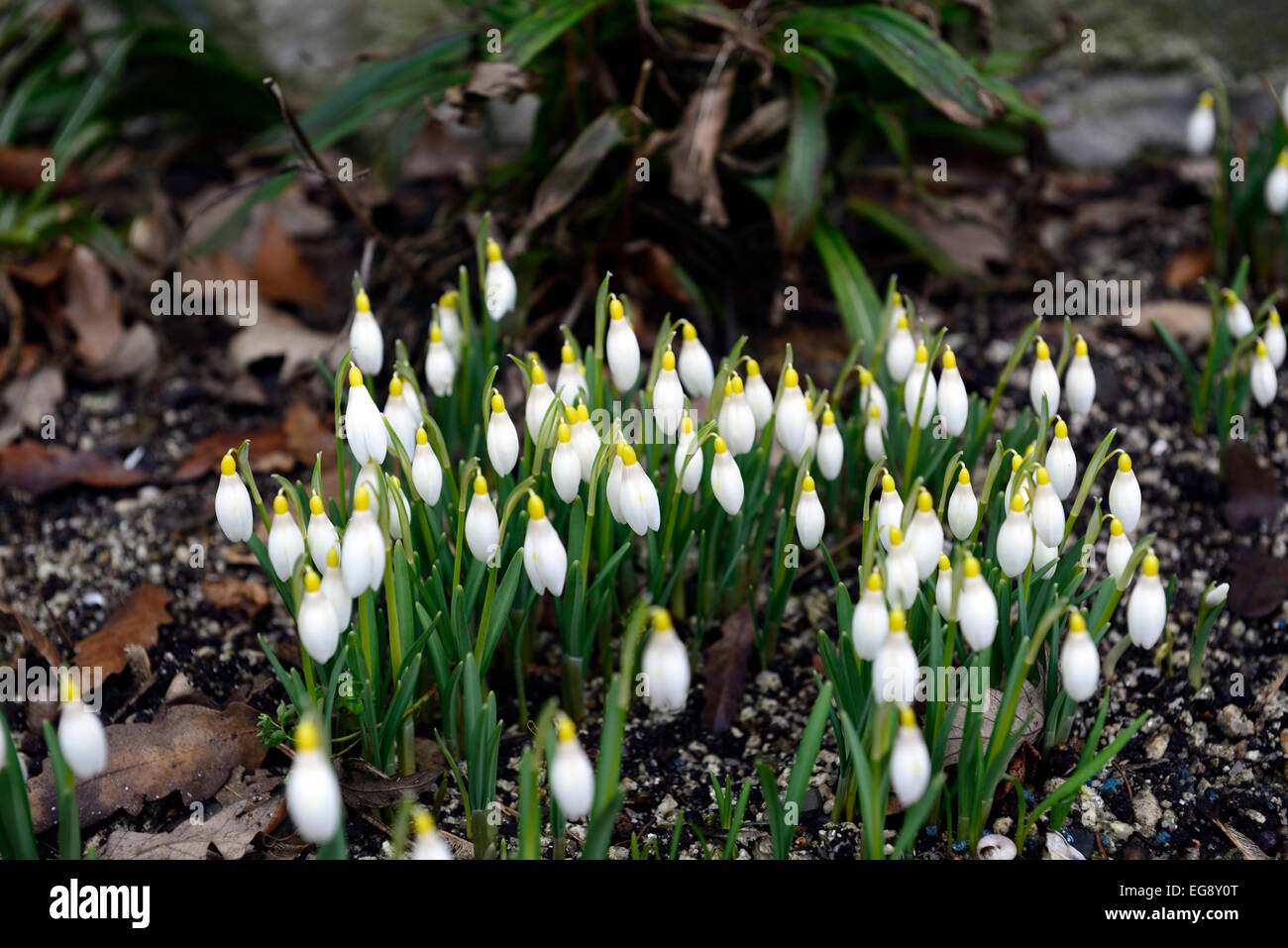 Galanthus nivalis sandersii hi-res stock photography and images - Alamy