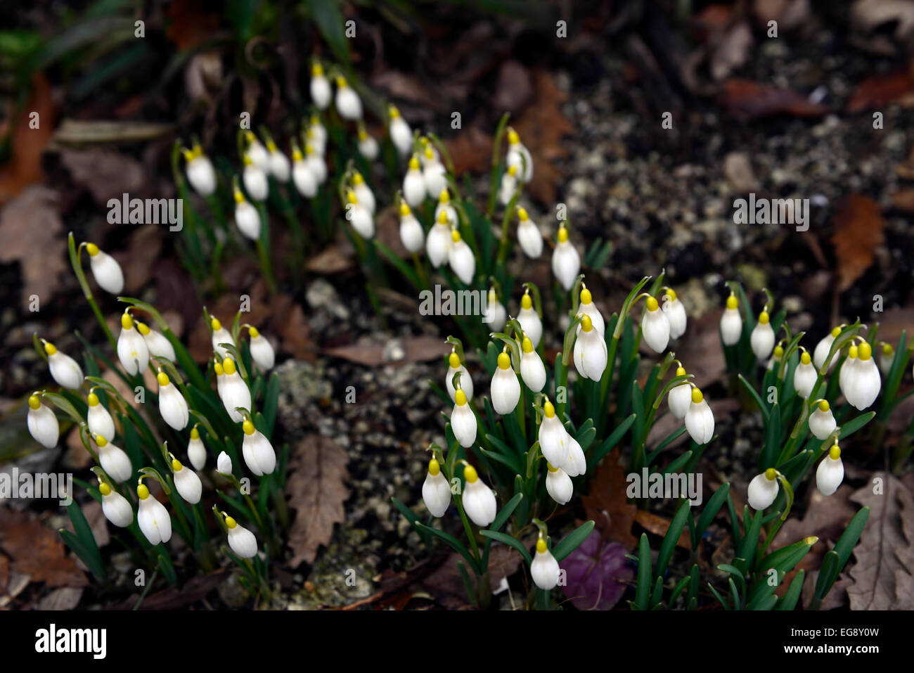 Galanthus nivalis sandersii hi-res stock photography and images - Alamy