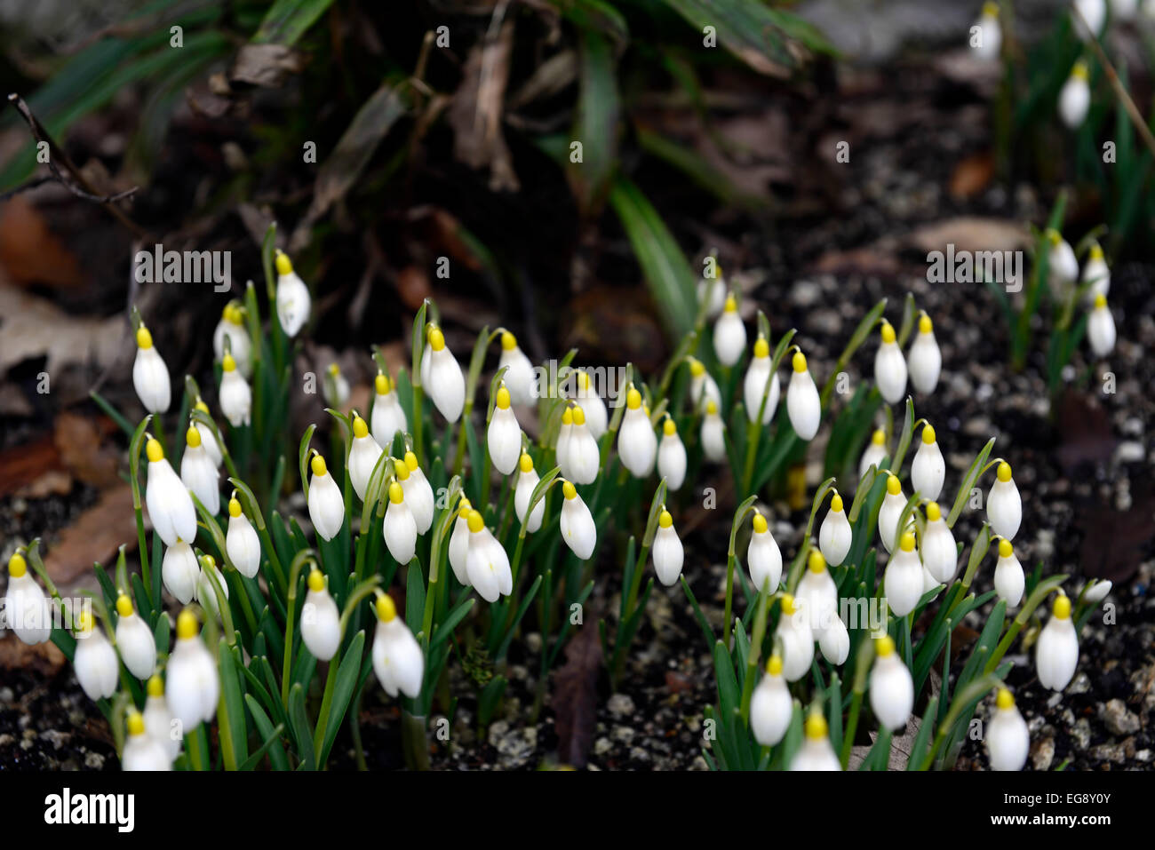 Galanthus nivalis sandersii hi-res stock photography and images - Alamy