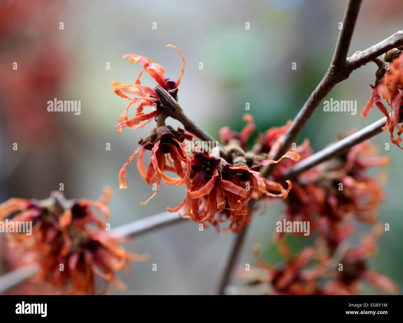 hamamelis x intermedia diane witch hazel hazels closeup selective focus ...