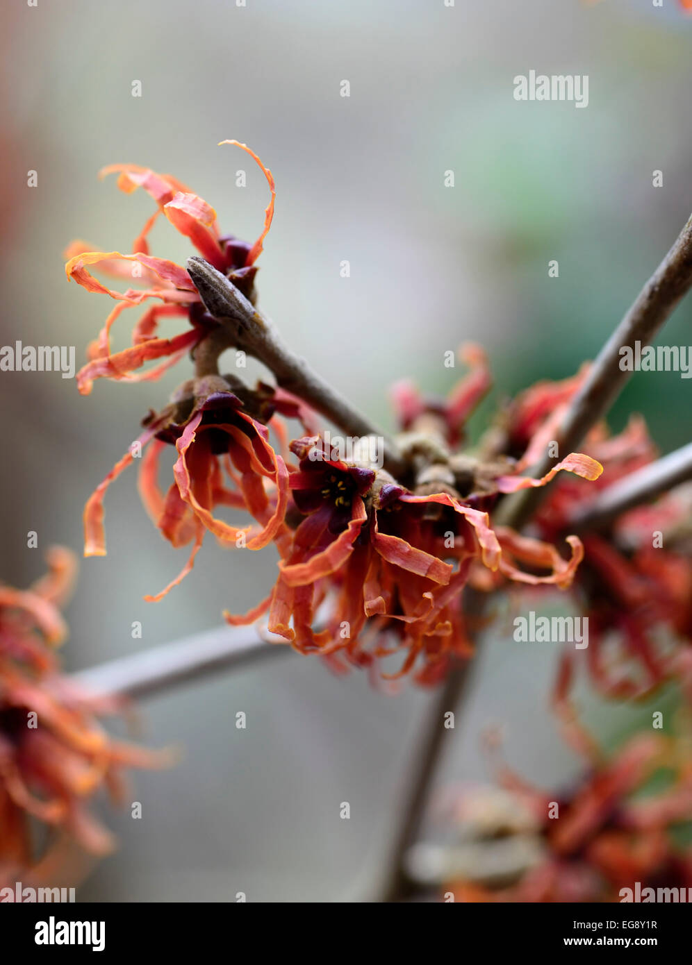 hamamelis x intermedia diane witch hazel hazels closeup selective focus ...