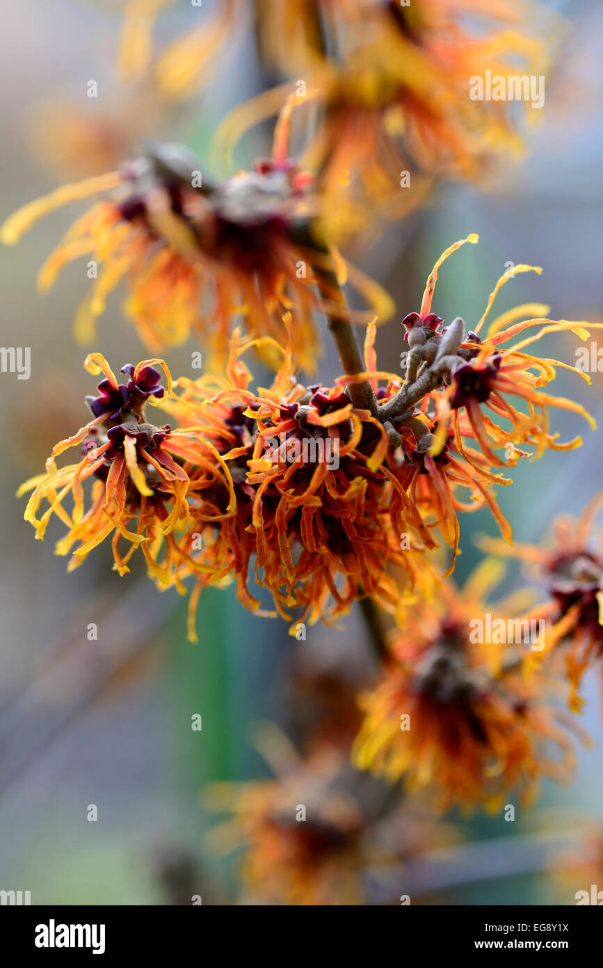hamamelis x intermedia jelena witch hazel hazels closeup selective ...