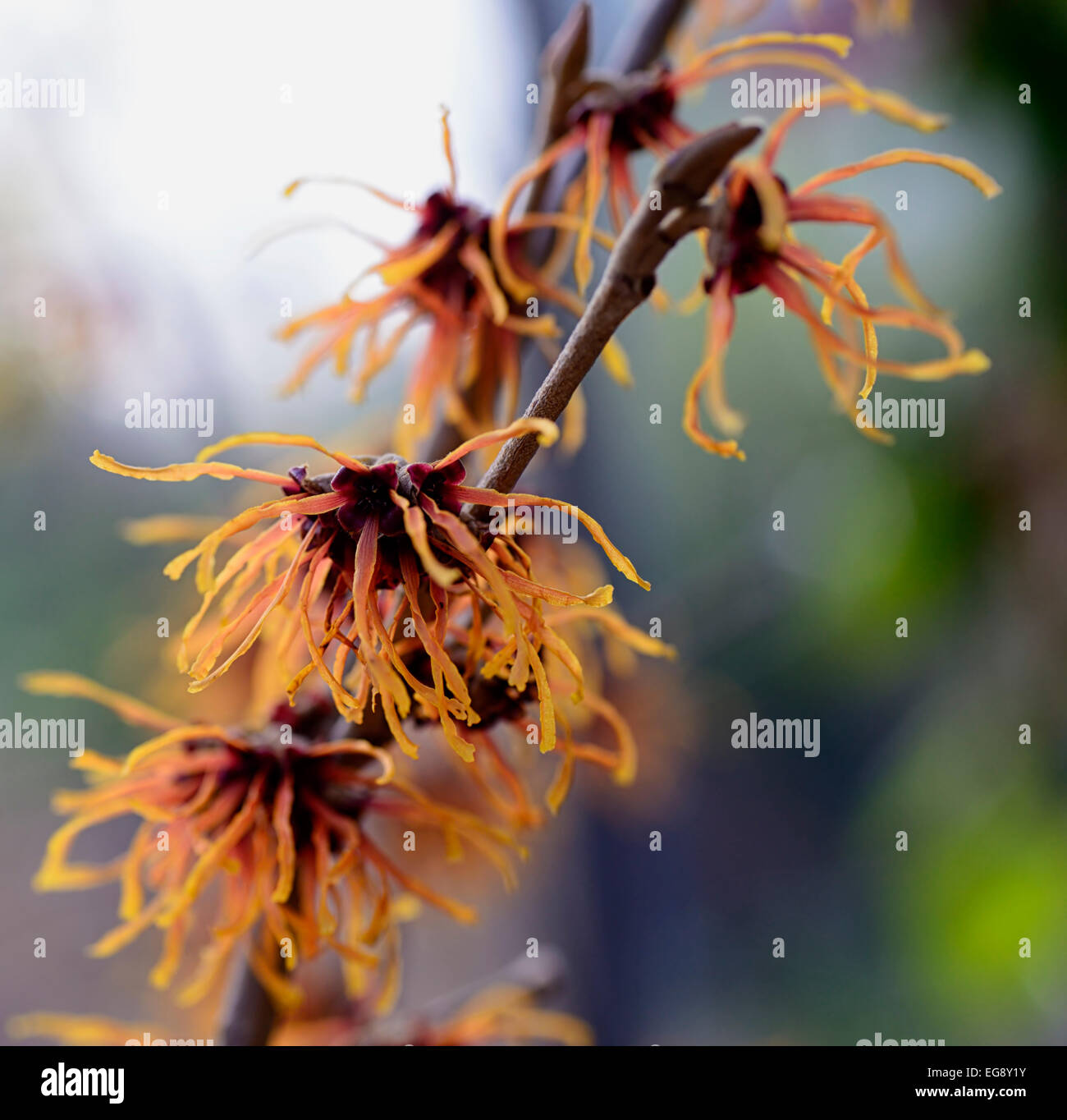 hamamelis x intermedia jelena witch hazel hazels closeup selective ...