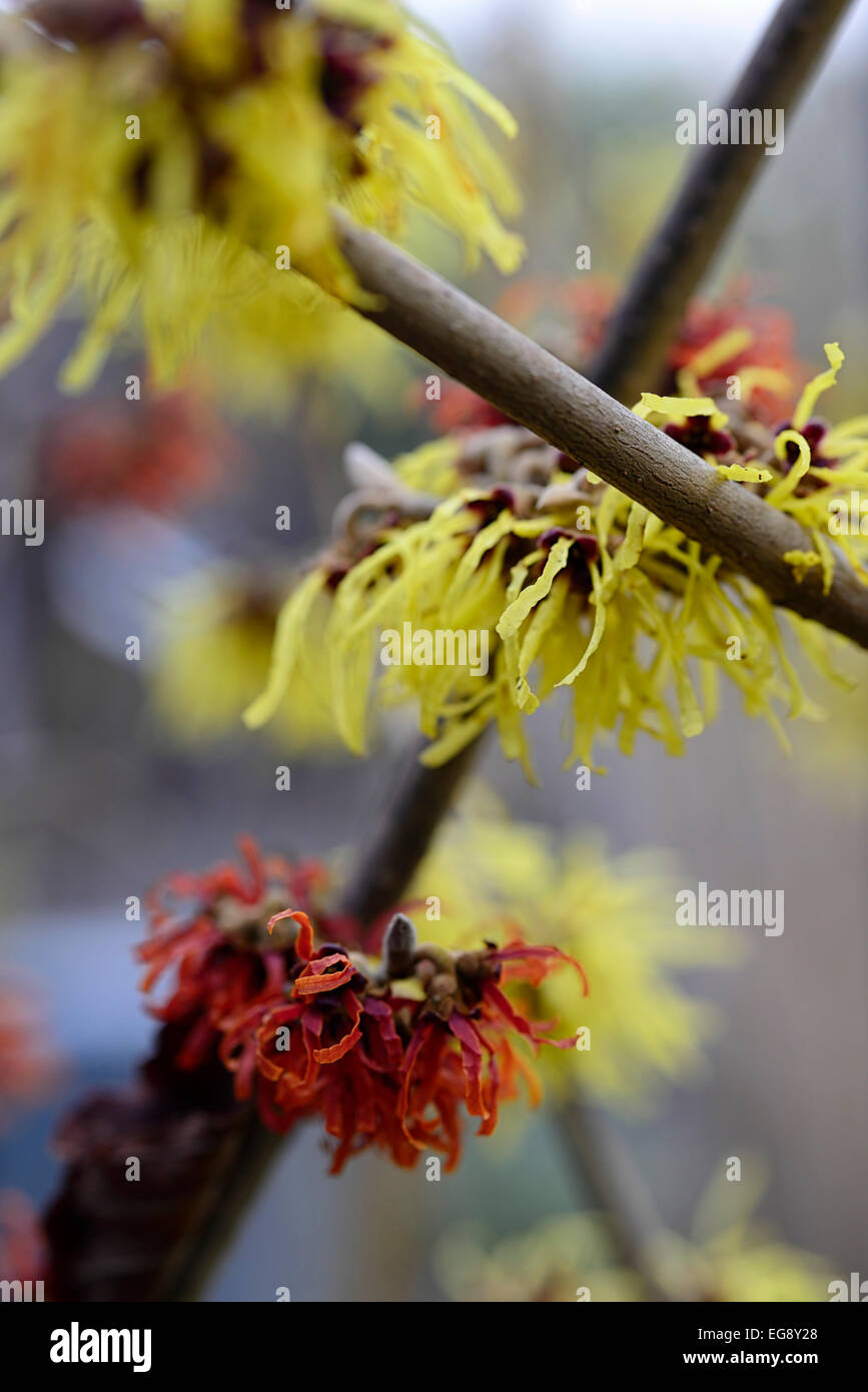 hamamelis x intermedia pallida diane witch hazel hazels closeup ...