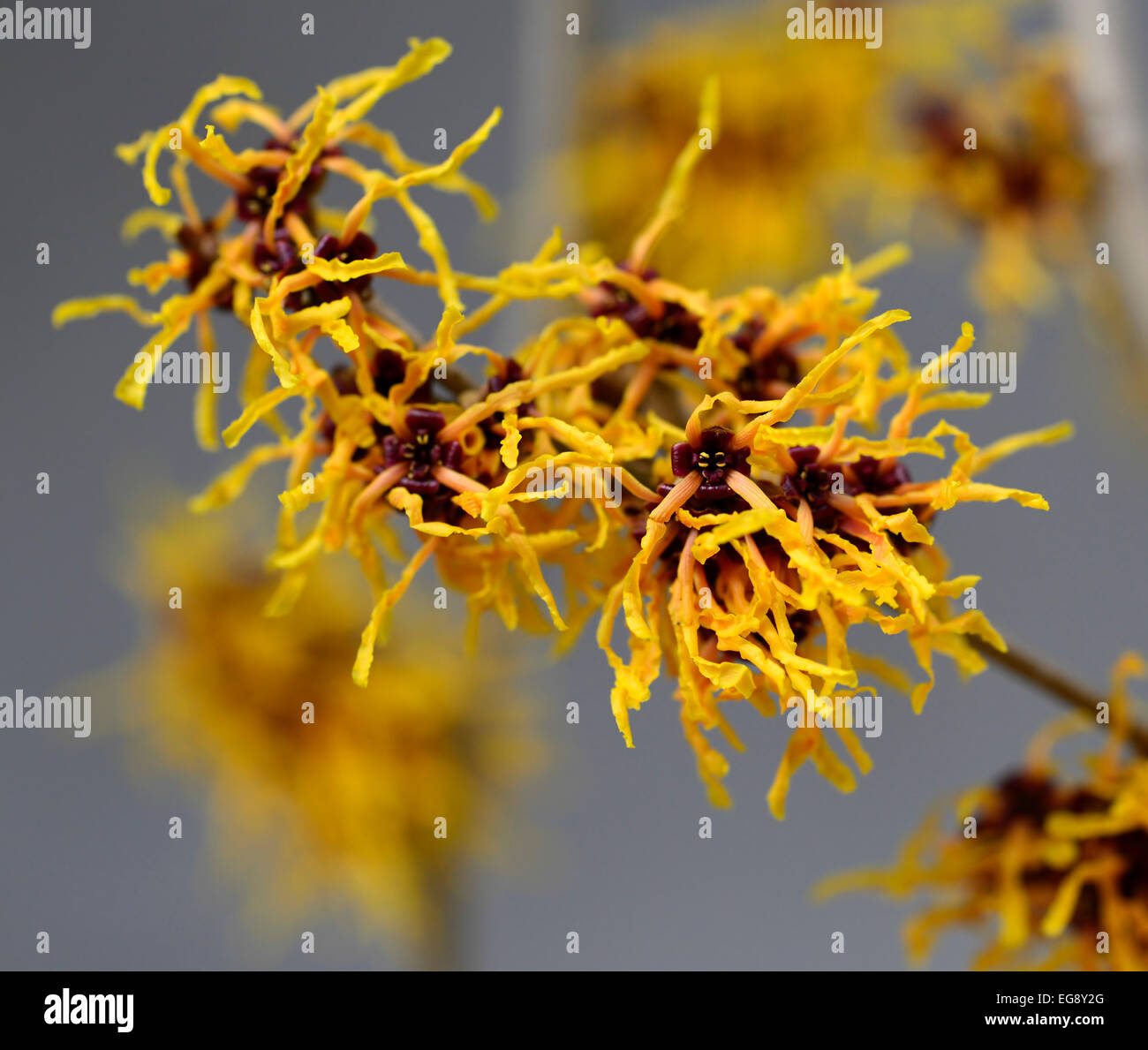 hamamelis x intermedia vesna witch hazel hazels closeup selective focus ...