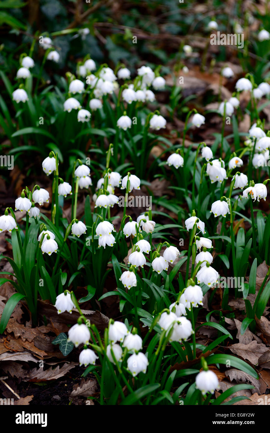 leucojum vernum spring snowflake white flower flowers flowering clump ...