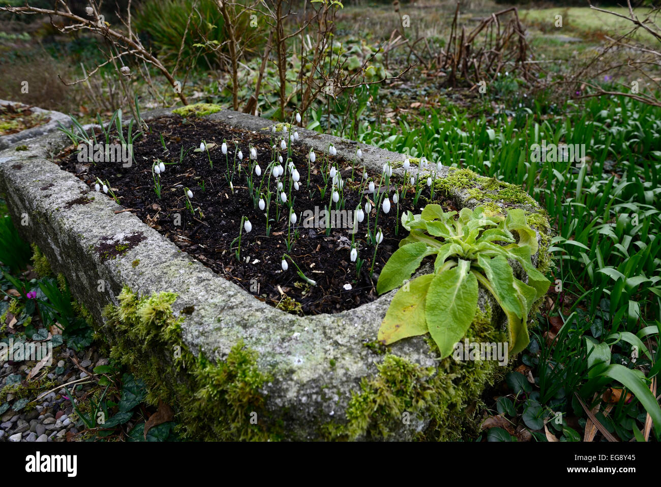 Trough planting hi-res stock photography and images - Alamy