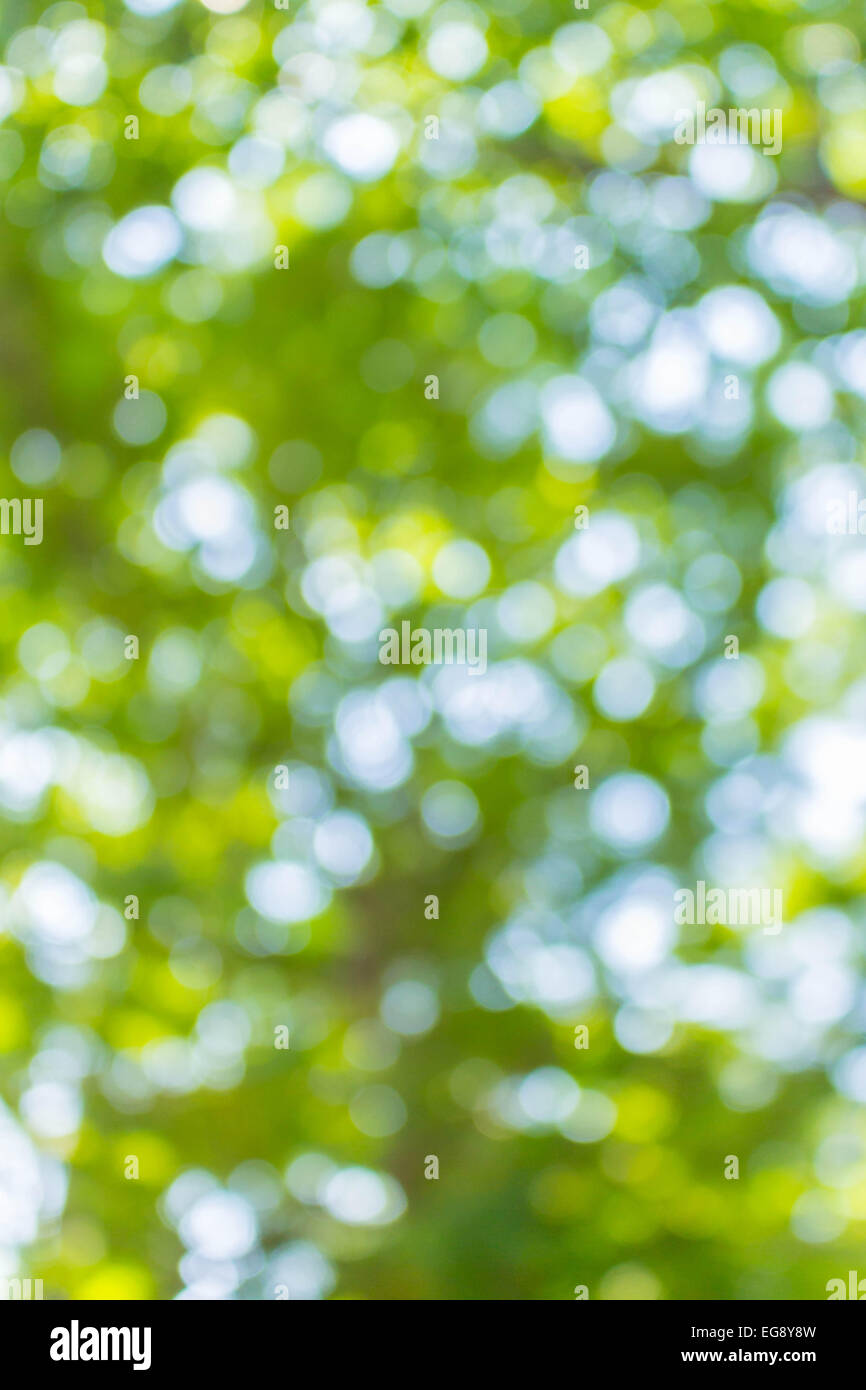 Bouquet of light streaming through the leaves Stock Photo - Alamy