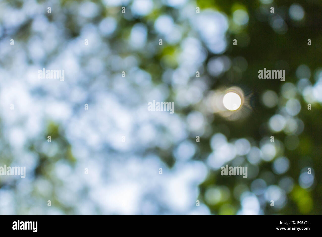 Sun streaming through the leaves Stock Photo - Alamy