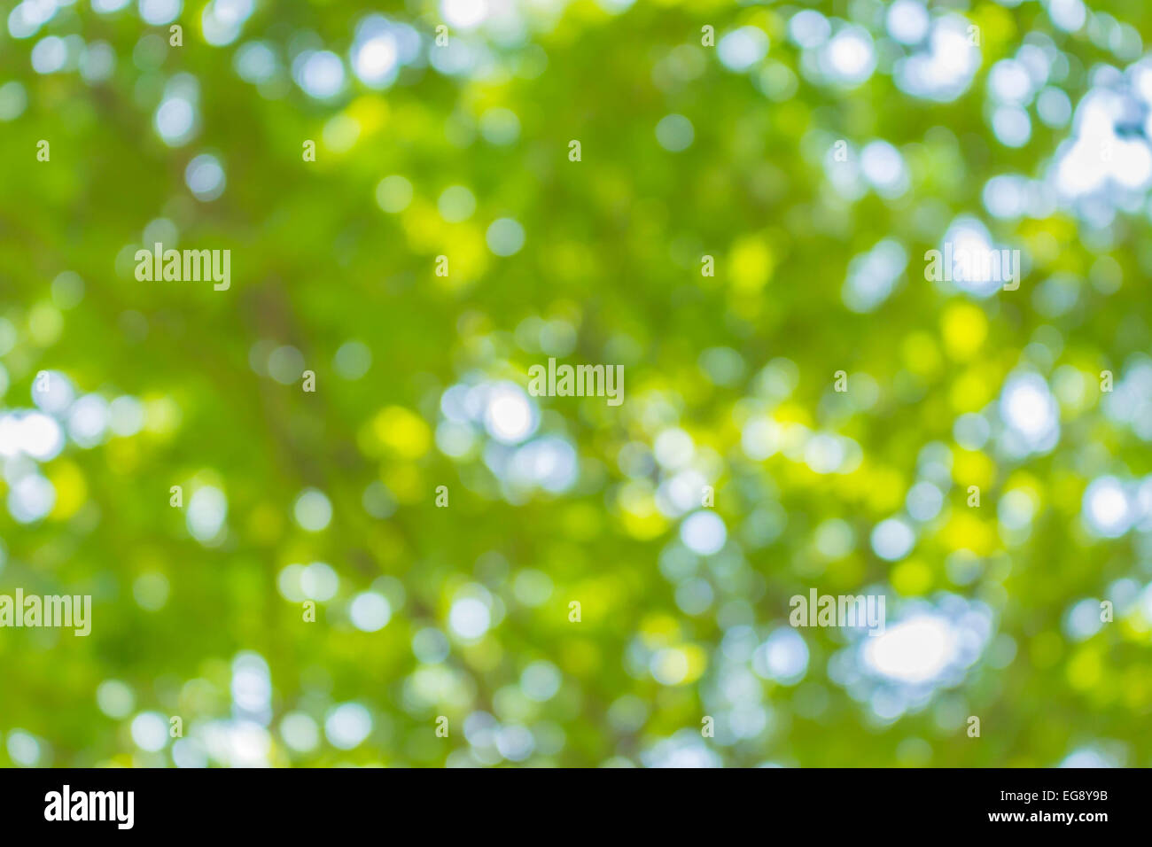 Blur light under trees hi-res stock photography and images - Alamy