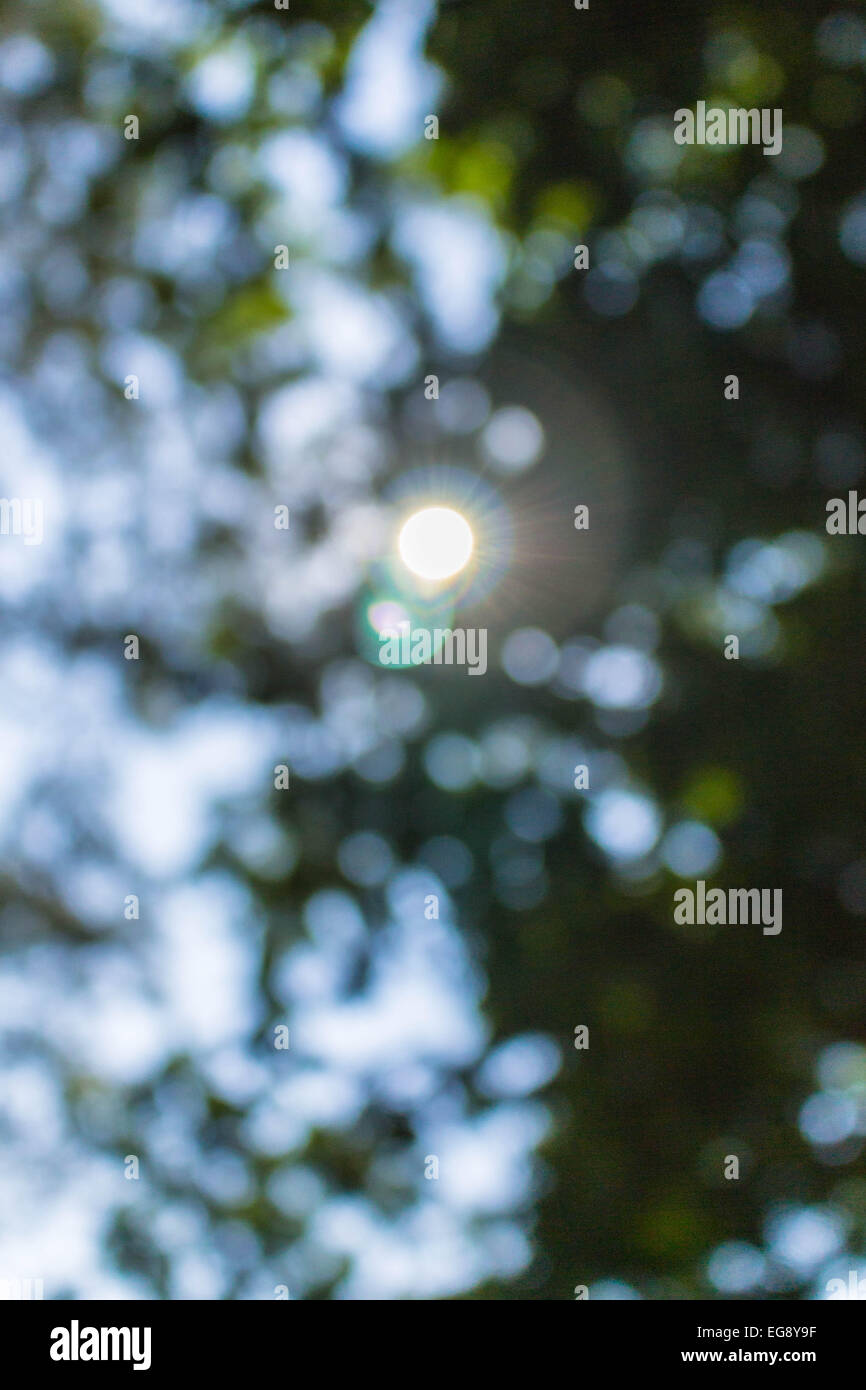 Sun streaming through the leaves during the day Stock Photo - Alamy