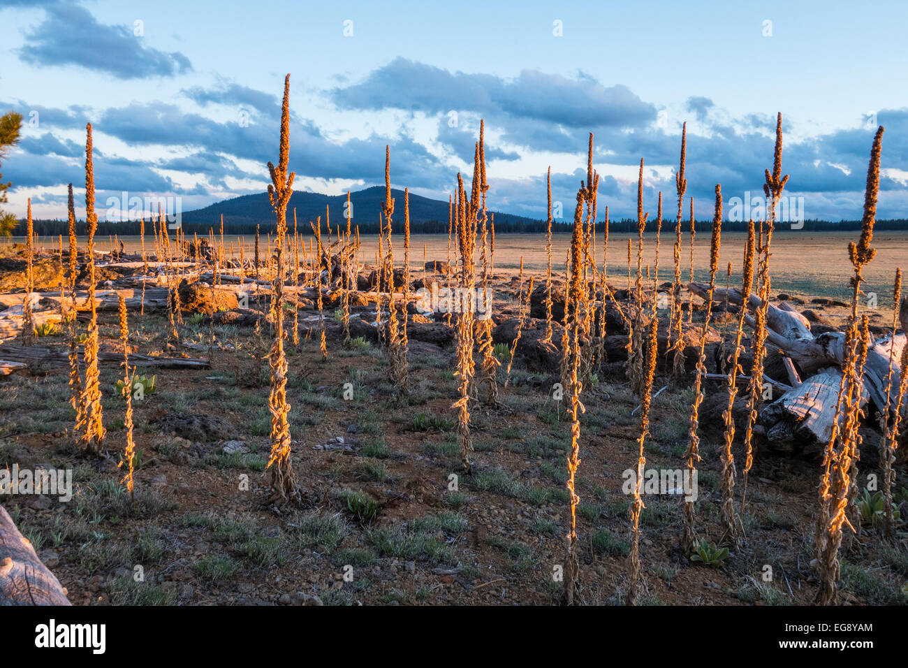 Mullein stalks in a dry lake bed in the northern California Cascade ...