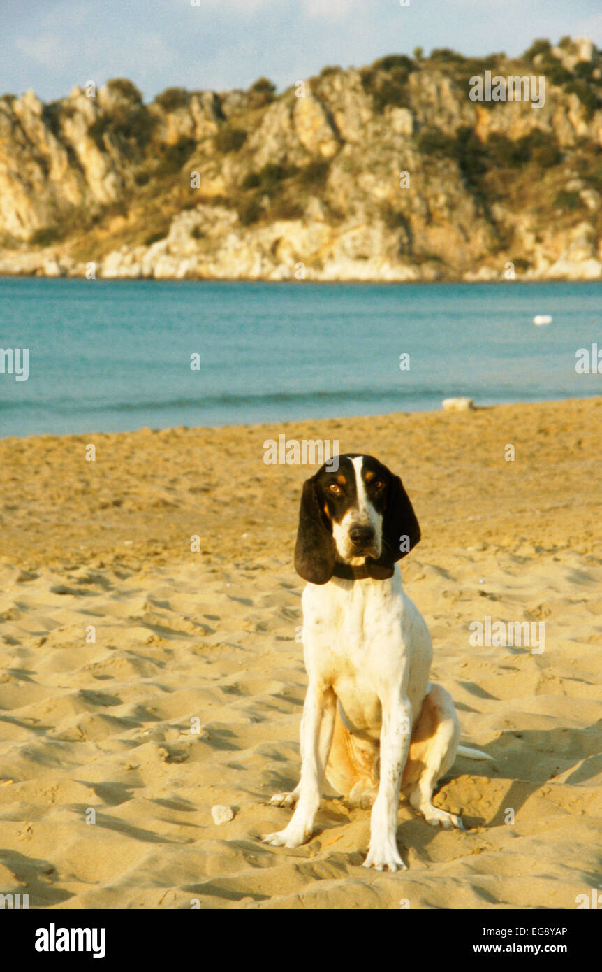 Dog posing for photos on empty beach in Greece Stock Photo - Alamy