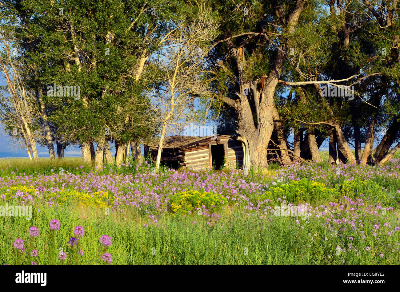 Old homestead in Crestone, Colorado Stock Photo - Alamy