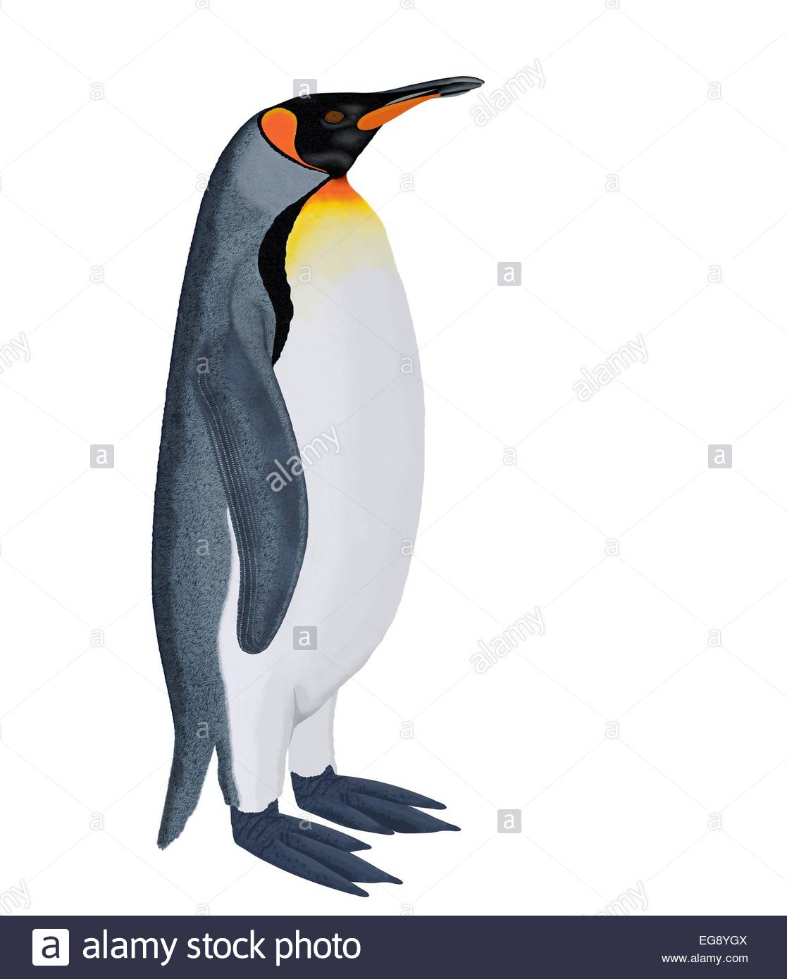 Penguin Drawing Stock Photos & Penguin Drawing Stock Images - Alamy