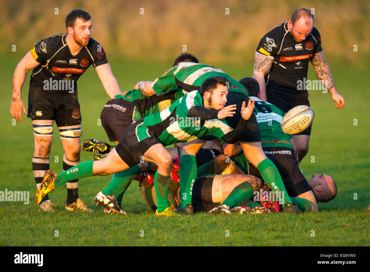 Rugby, scrum half in action Stock Photo - Alamy