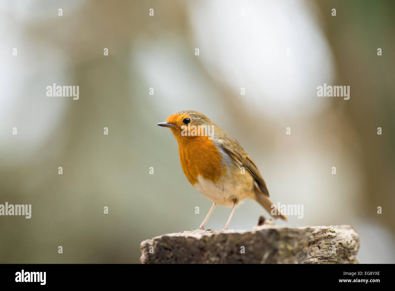 Wood robin hi-res stock photography and images - Alamy