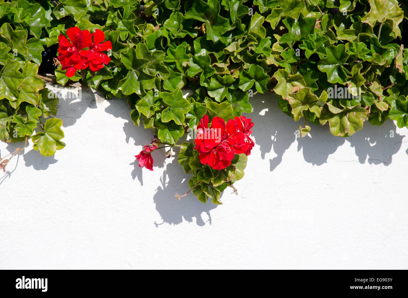 Green geranium leaves grow on hi-res stock photography and images - Alamy