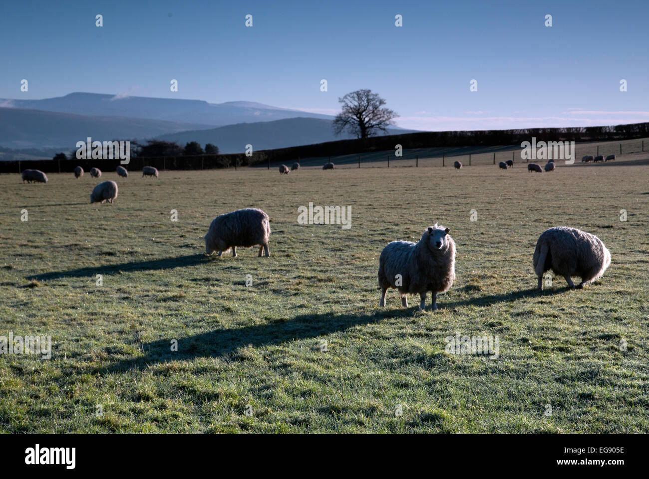 Sheep flock in bright morning sun in Wales (Brecon Beacons National ...