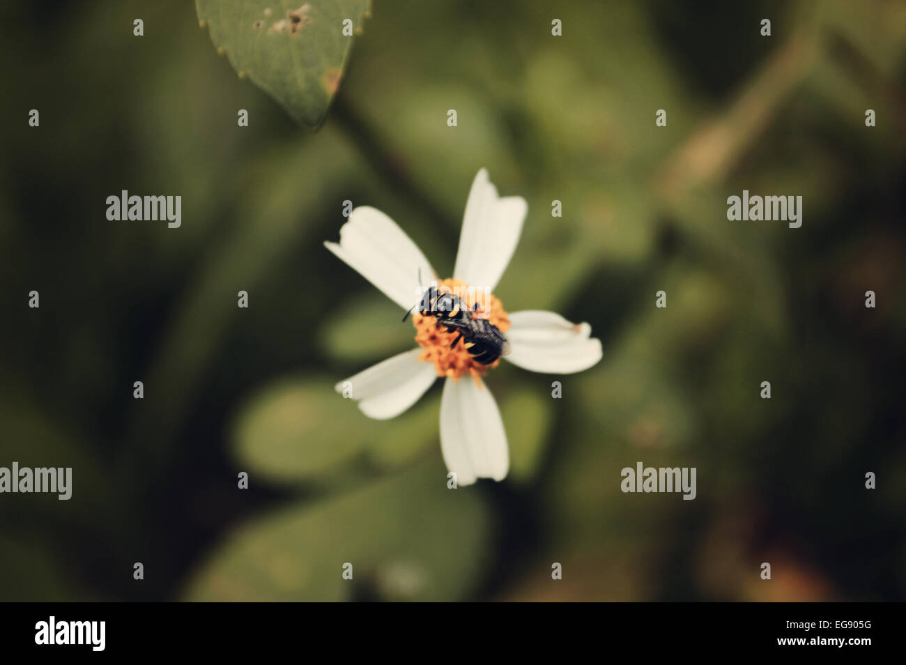 Earth bee on flower hi-res stock photography and images - Alamy