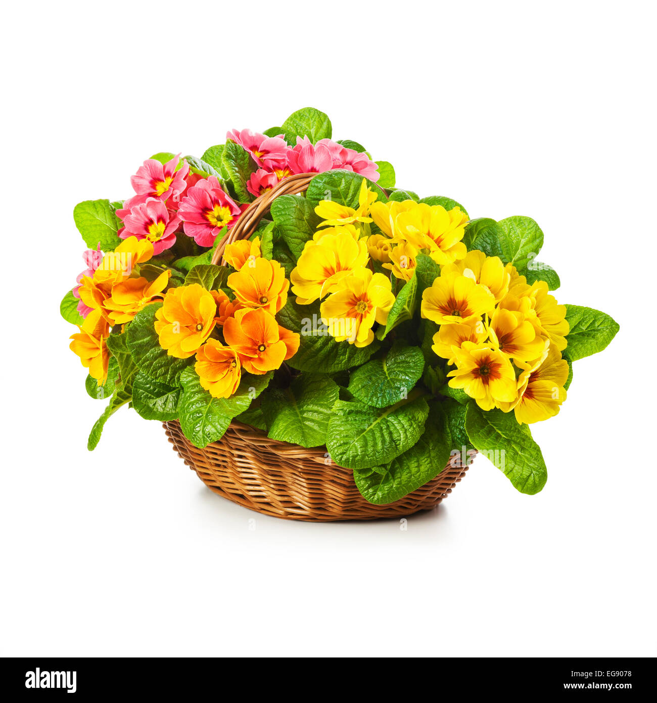 Colorful primula spring flowers in basket isolated on white background ...