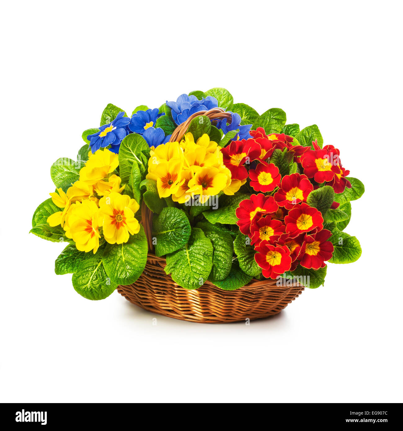 Colorful primula spring flowers in basket isolated on white background ...
