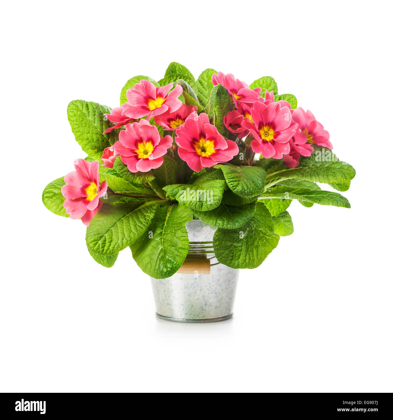 Pink primula spring flowers in bucket isolated on white background ...