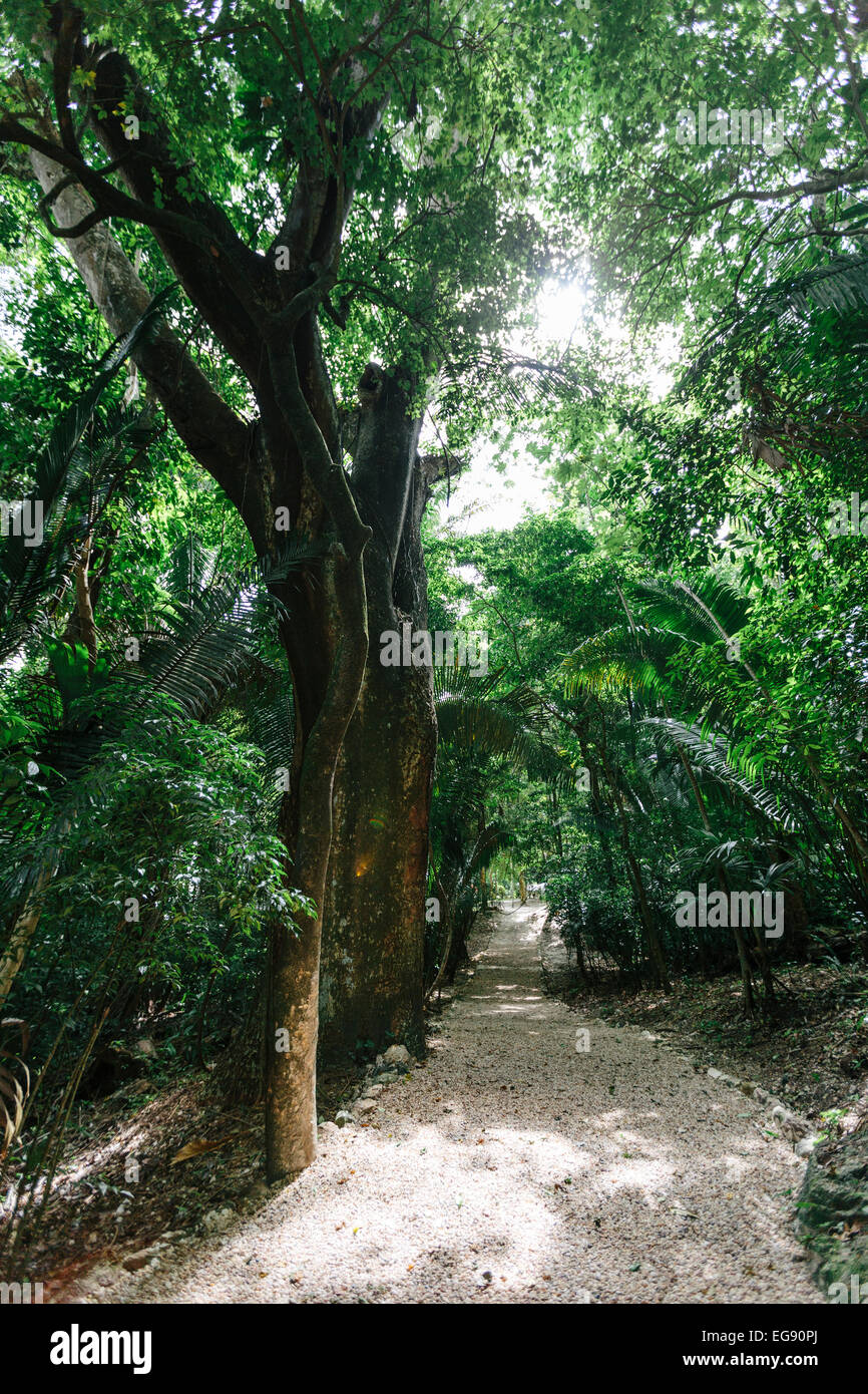 Jungle path hi-res stock photography and images - Alamy