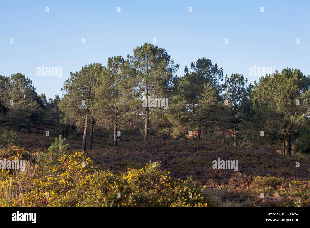 Scots Pine Wood Trees Canford Heath Poole Dorset England Stock Photo ...