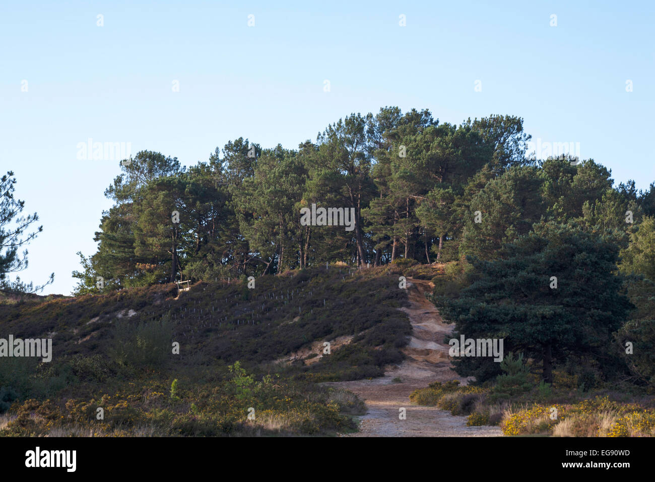 Scots Pine Wood Trees Canford Heath Poole Dorset England Stock Photo ...