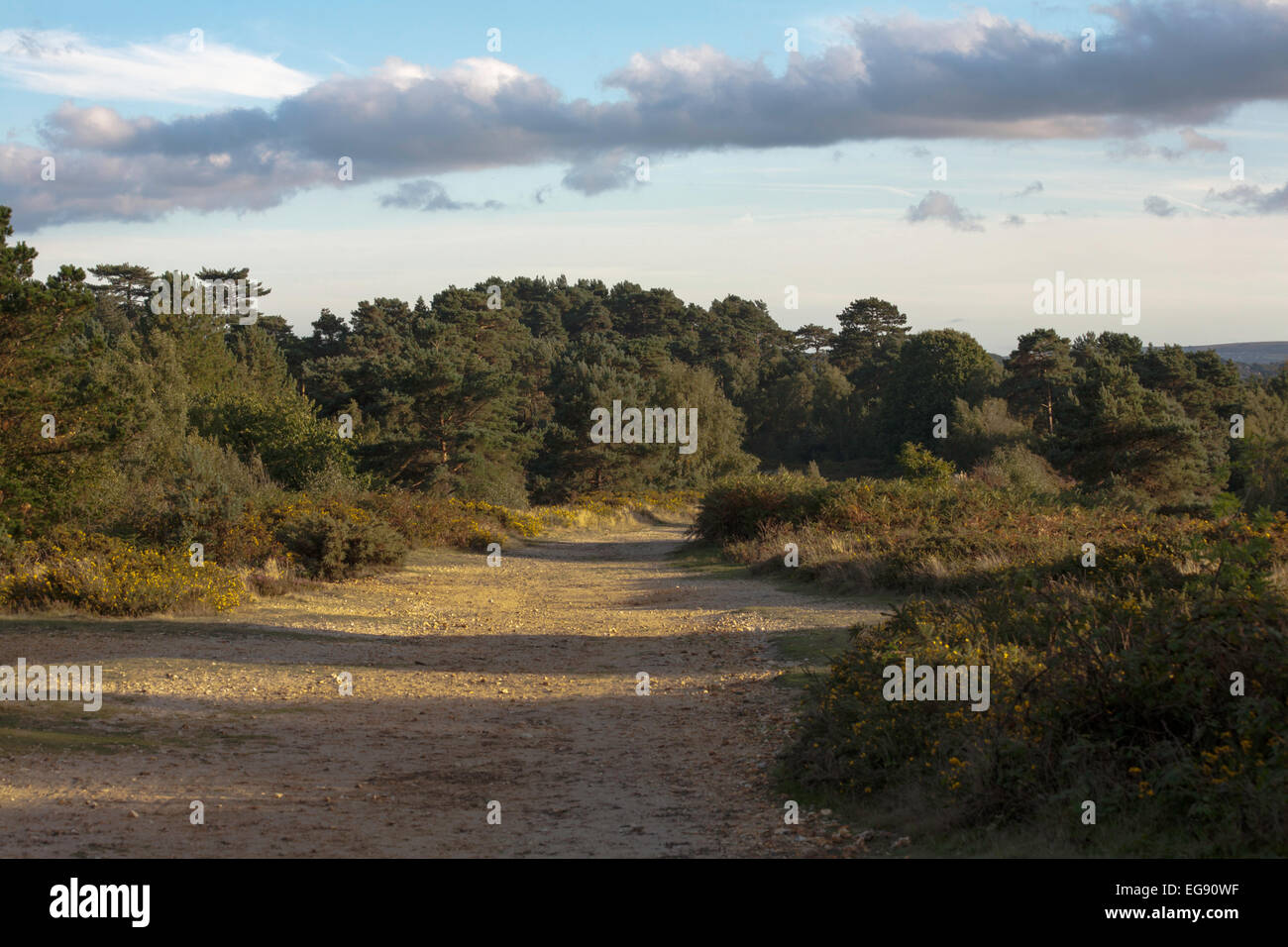 Scots Pine Wood Trees Canford Heath Poole Dorset England Stock Photo ...
