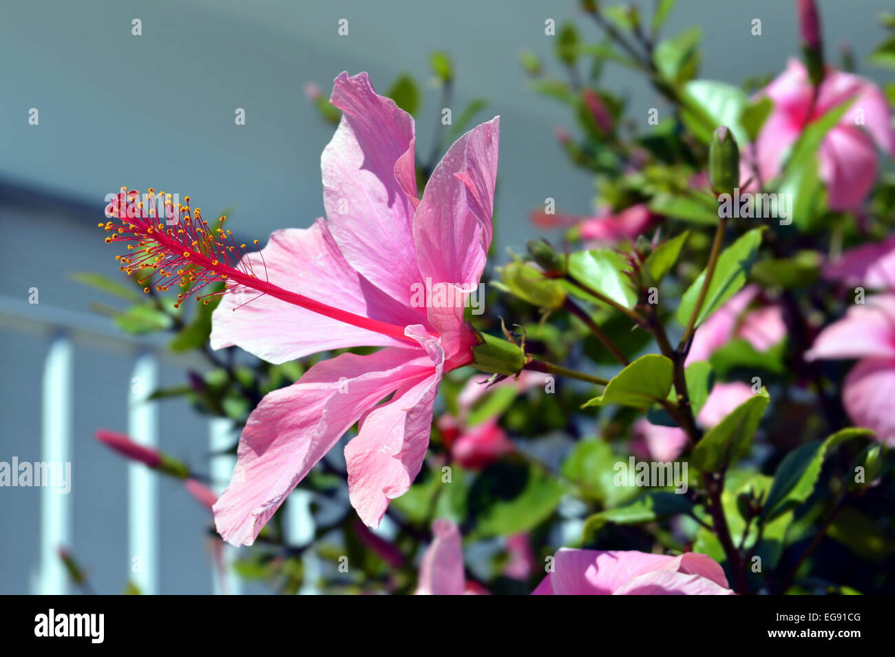 Chinese hibiscus Latin name rosa sinensis flowering Stock Photo - Alamy