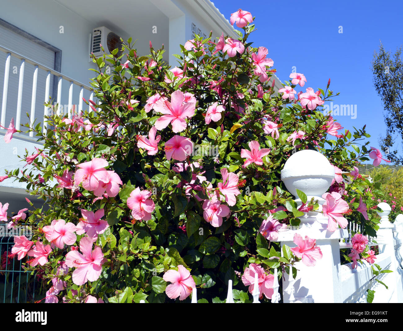 Chinese hibiscus Latin name rosa sinensis flowering Stock Photo - Alamy