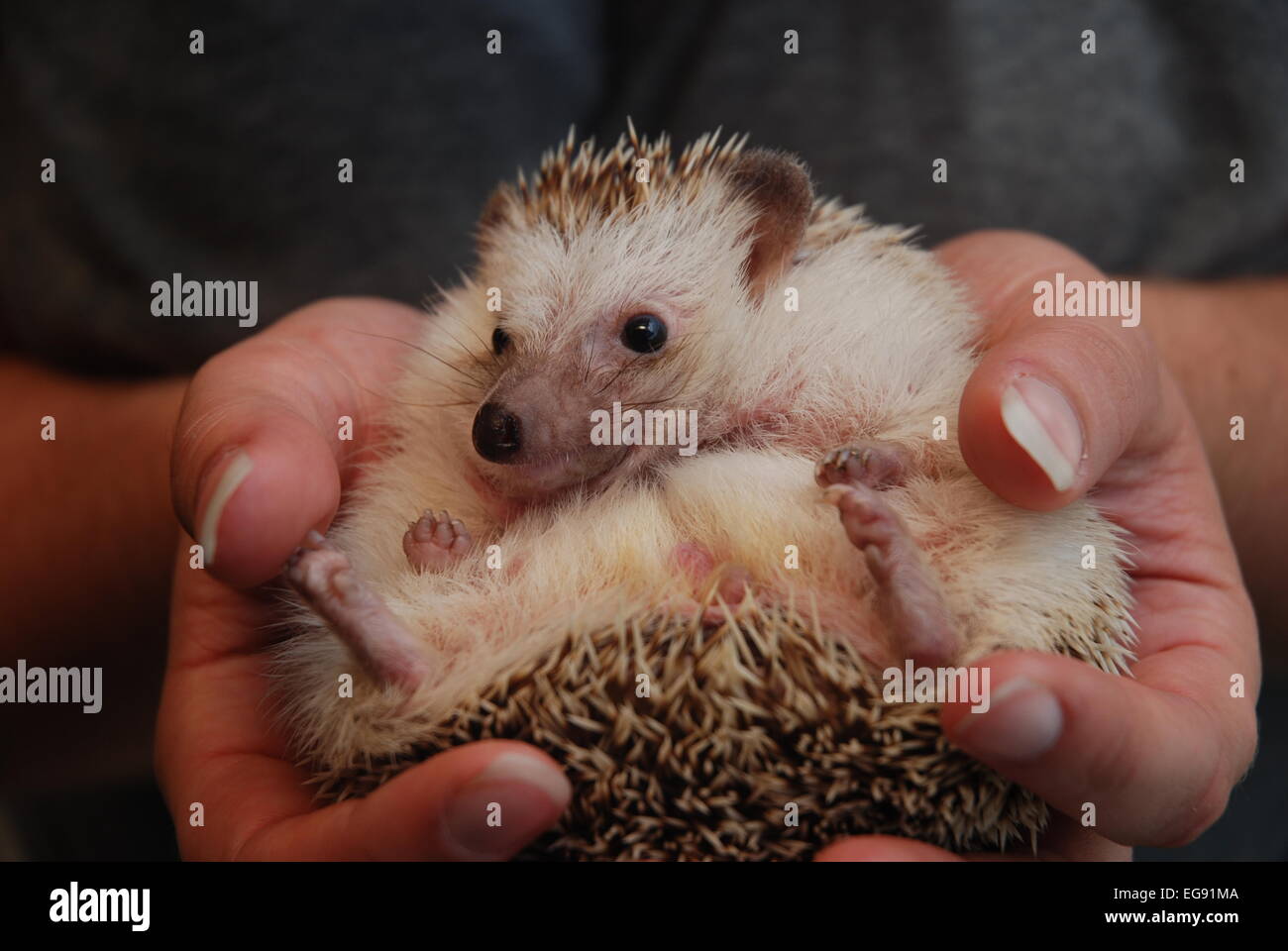 Hands holding hedgehog hi-res stock photography and images - Alamy