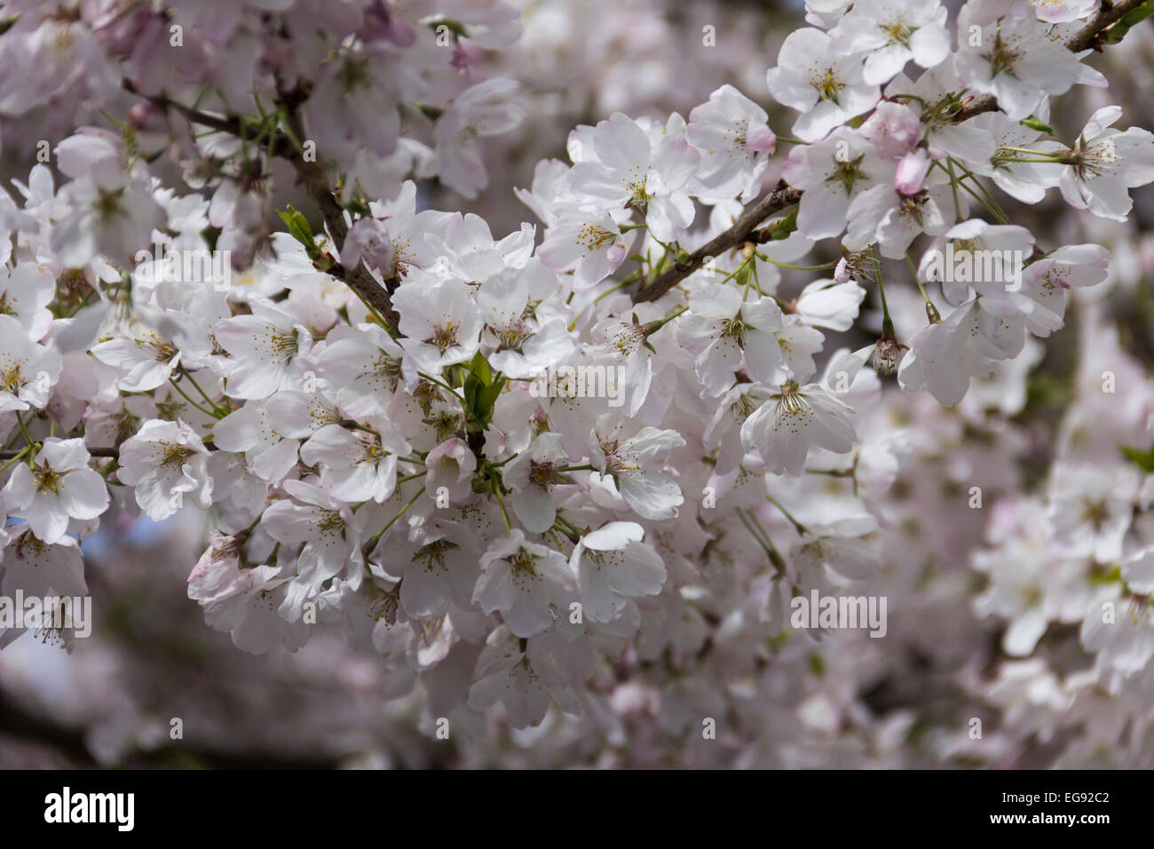 Early spring cherry blossoms hi-res stock photography and images - Alamy