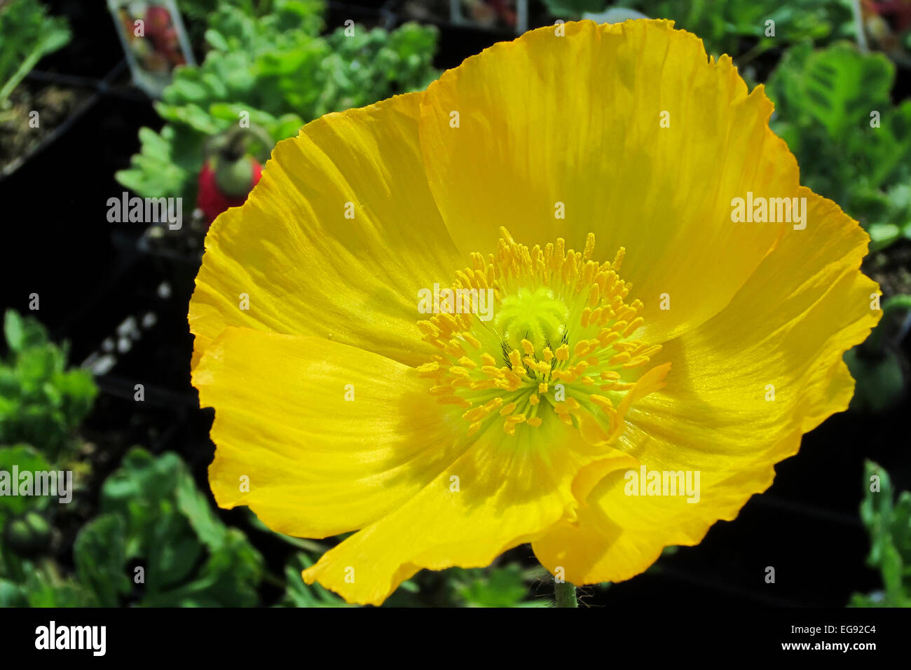 Giant poppy hi-res stock photography and images - Alamy