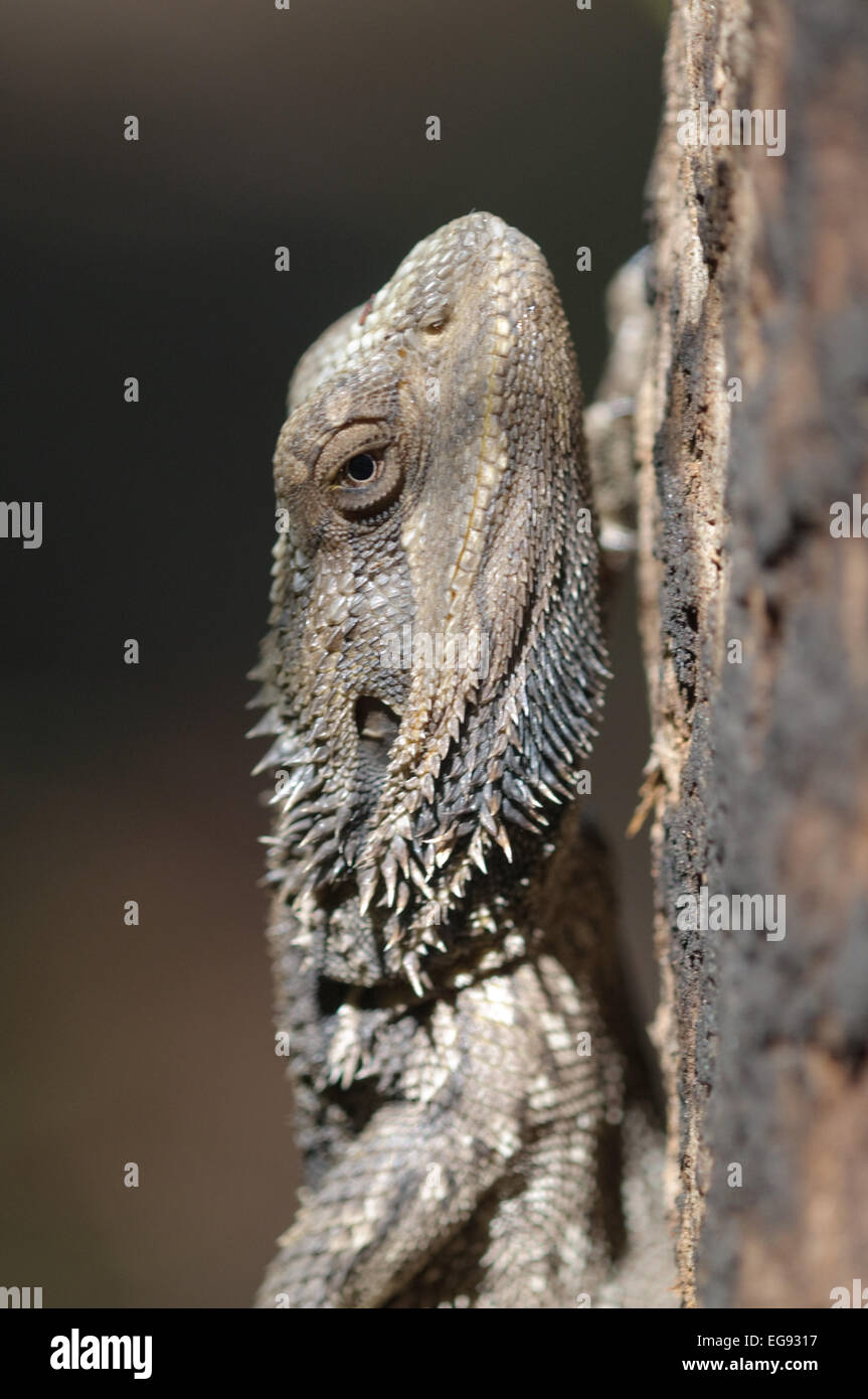 Agamidae animals pogona pogona barbata reptiles squamata hi-res stock ...