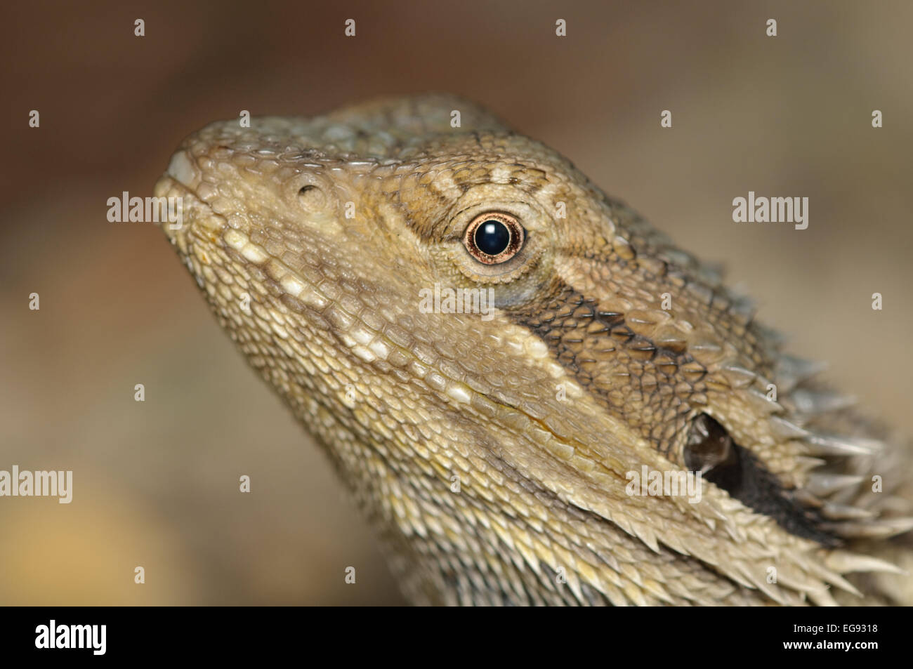 Agamidae animals pogona pogona barbata reptiles squamata hi-res stock ...