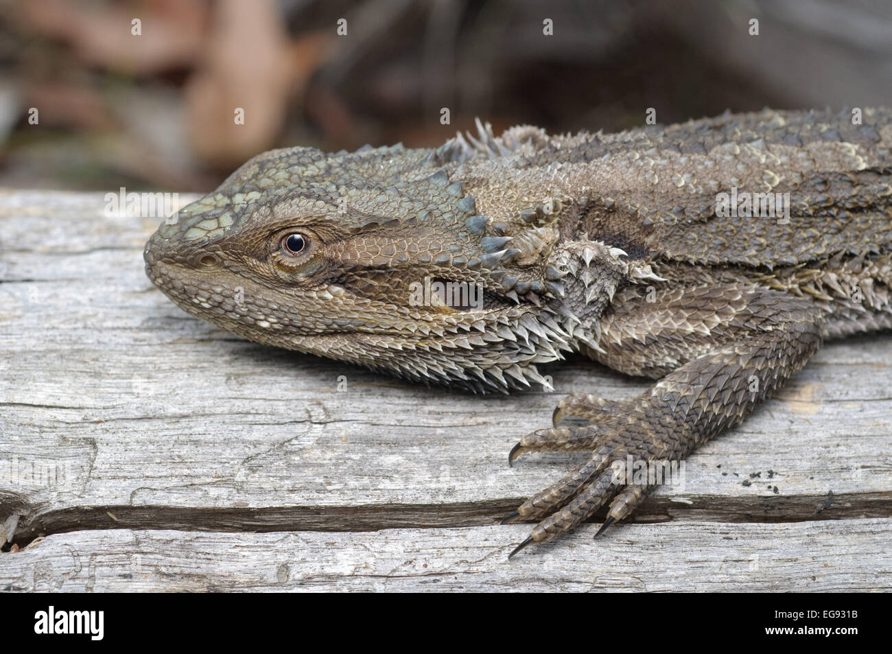 Agamidae animals pogona pogona barbata reptiles squamata hi-res stock ...