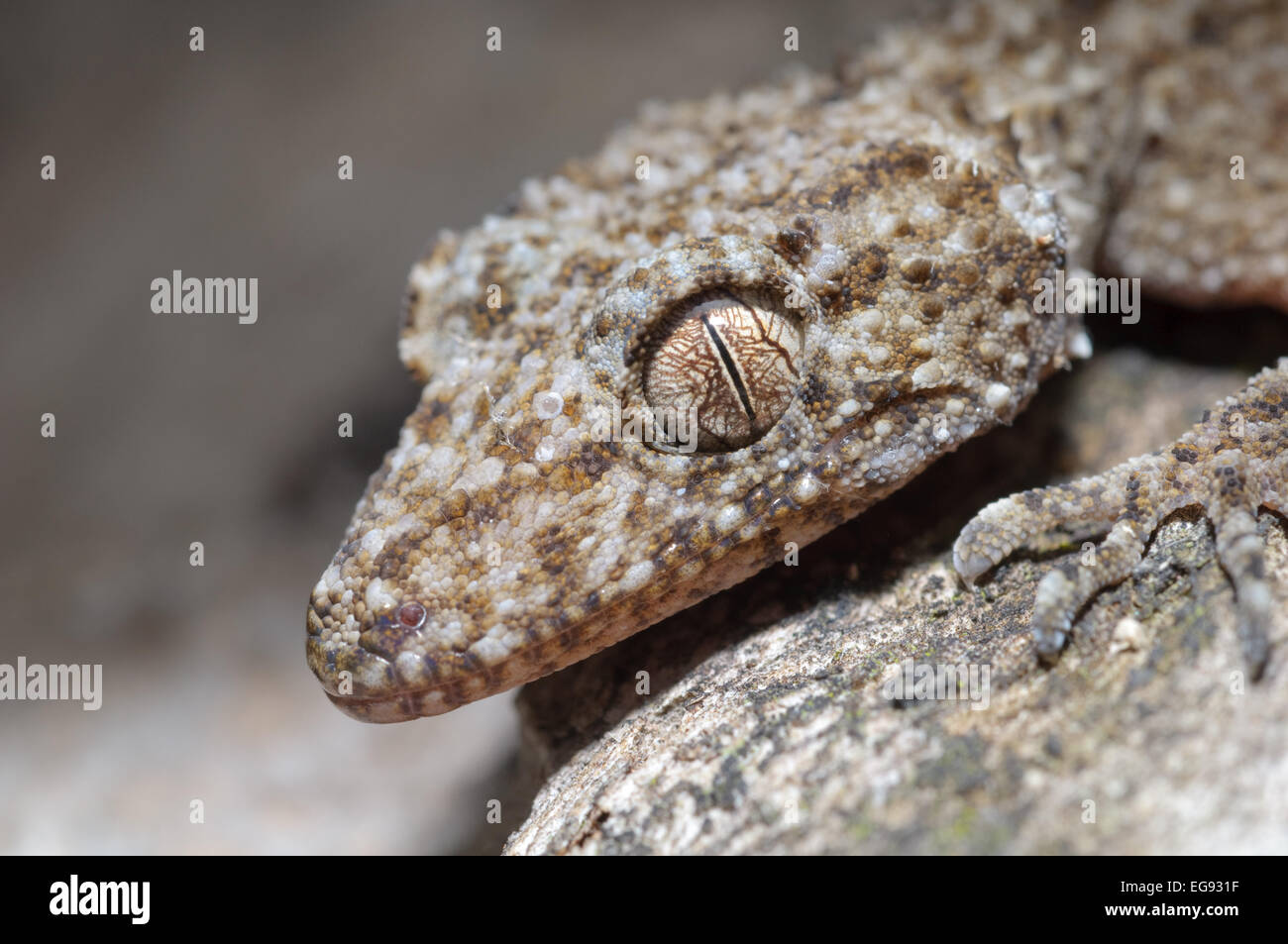 Southern leaf-tailed gecko, Phyllurus platurus, at Glenbrook, New South ...