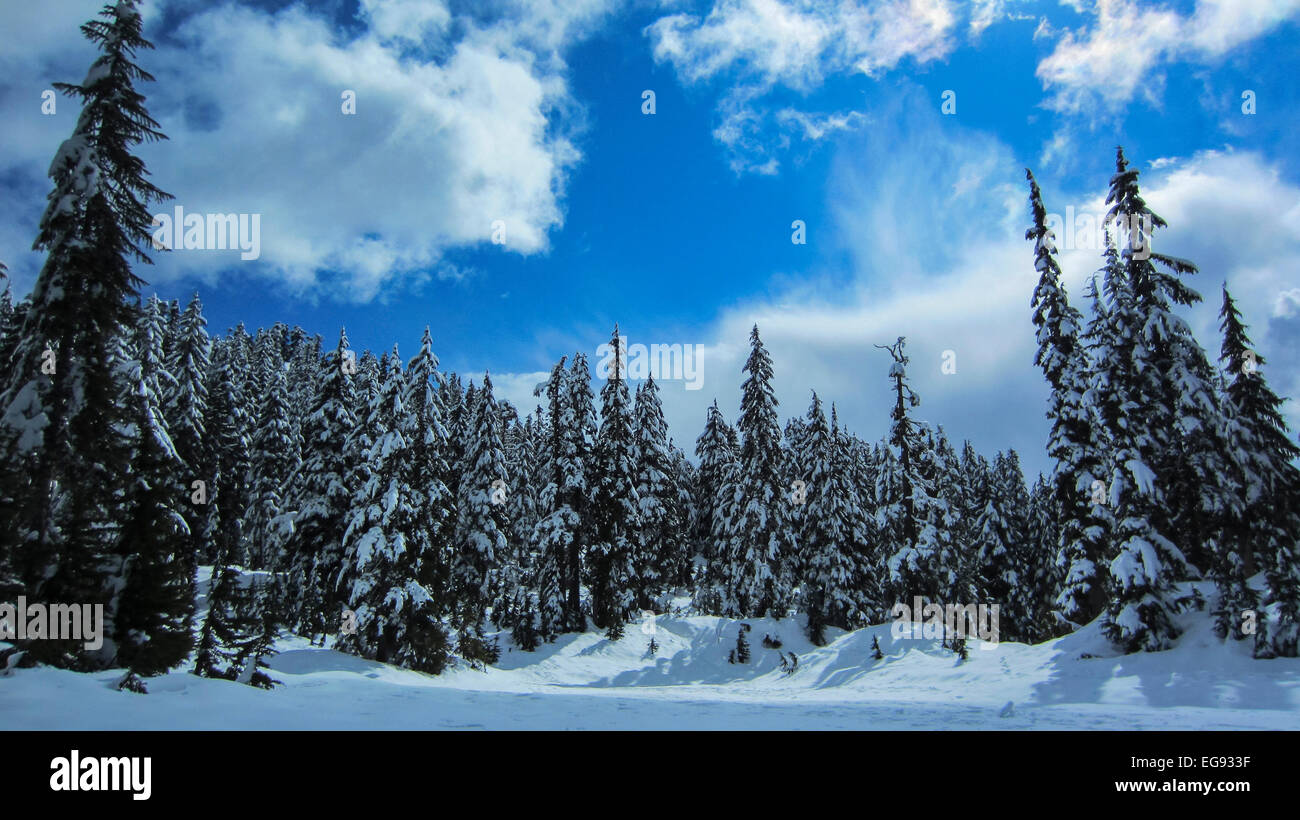Branches Of Fir Trees High Resolution Stock Photography and Images - Alamy