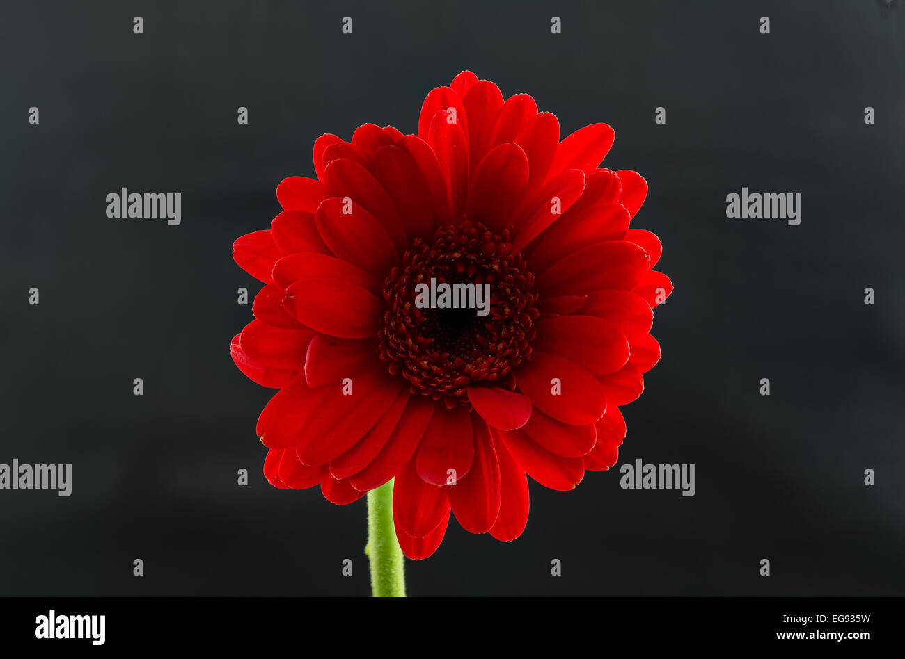 Single Red Gerber Daisy Stock Photo - Alamy
