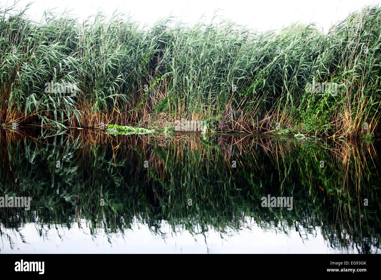 Color horizontal shot of some reed bushes on a river bed Stock Photo ...