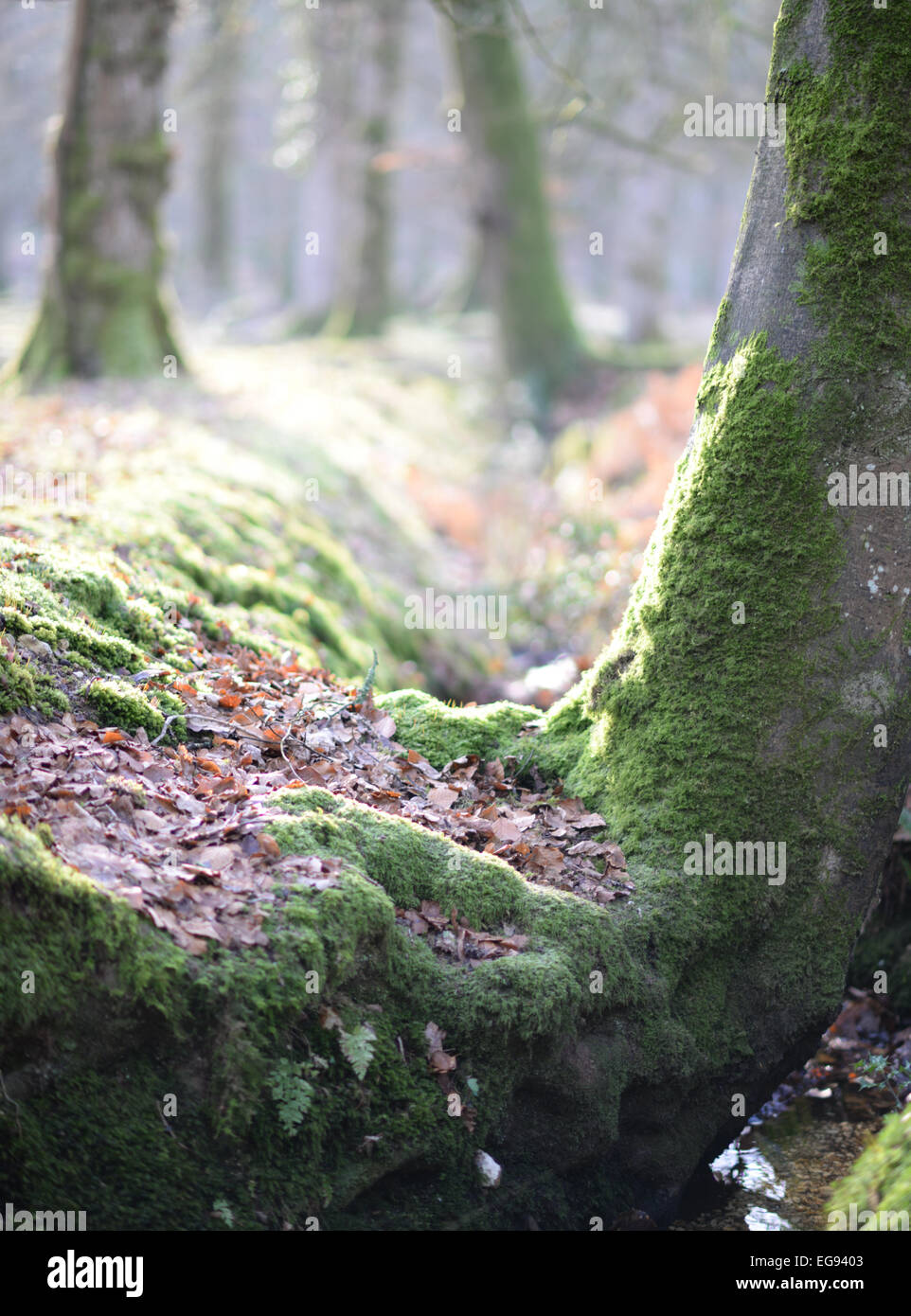 Soft sunlight tree hi-res stock photography and images - Alamy