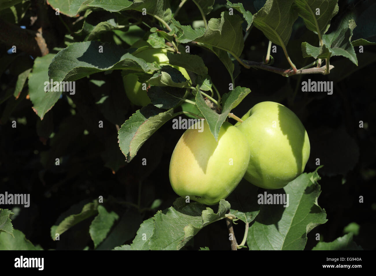 Tree fruit harvest washington hi-res stock photography and images - Alamy