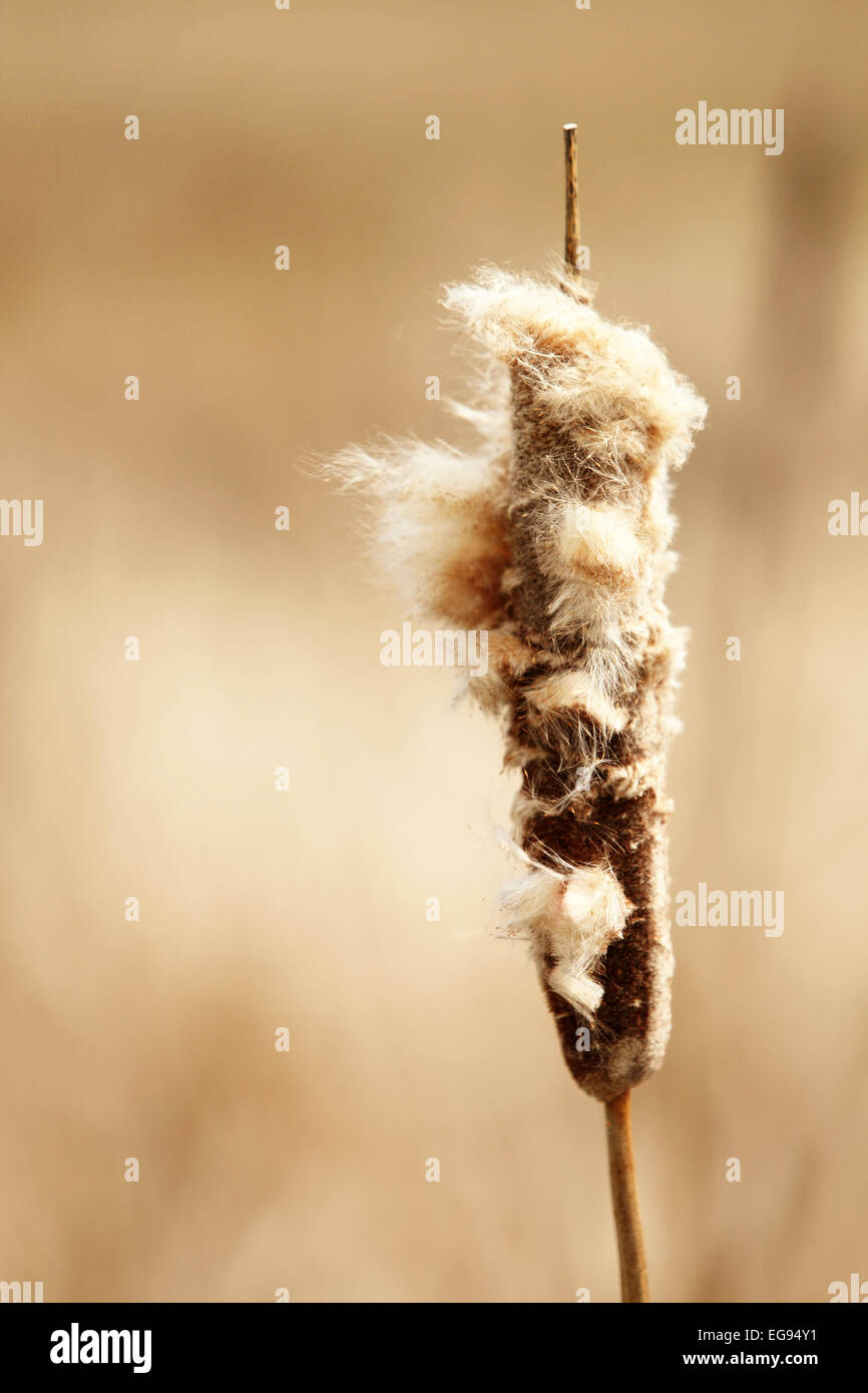 The catkin on a cattail plant going to seed Stock Photo - Alamy